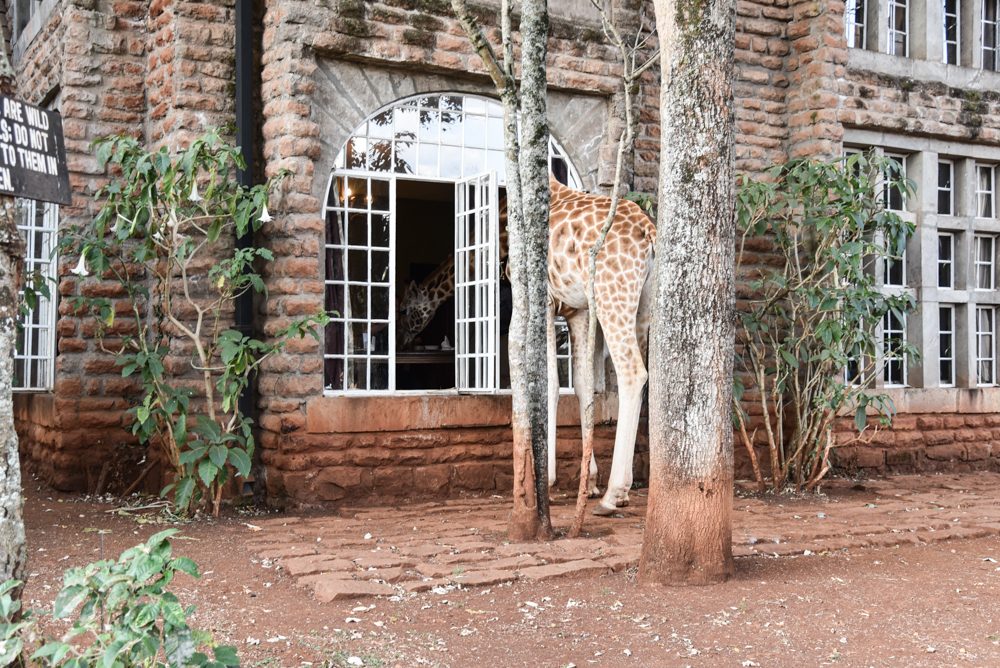 A Unforgettable stay at Giraffe Manor, Nairobi, Kenya - SilverSpoon London