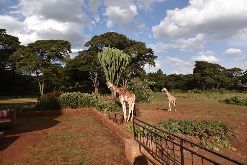 Afternoon Tea at Giraffe Manor, Nairobi, Kenya - SilverSpoon London