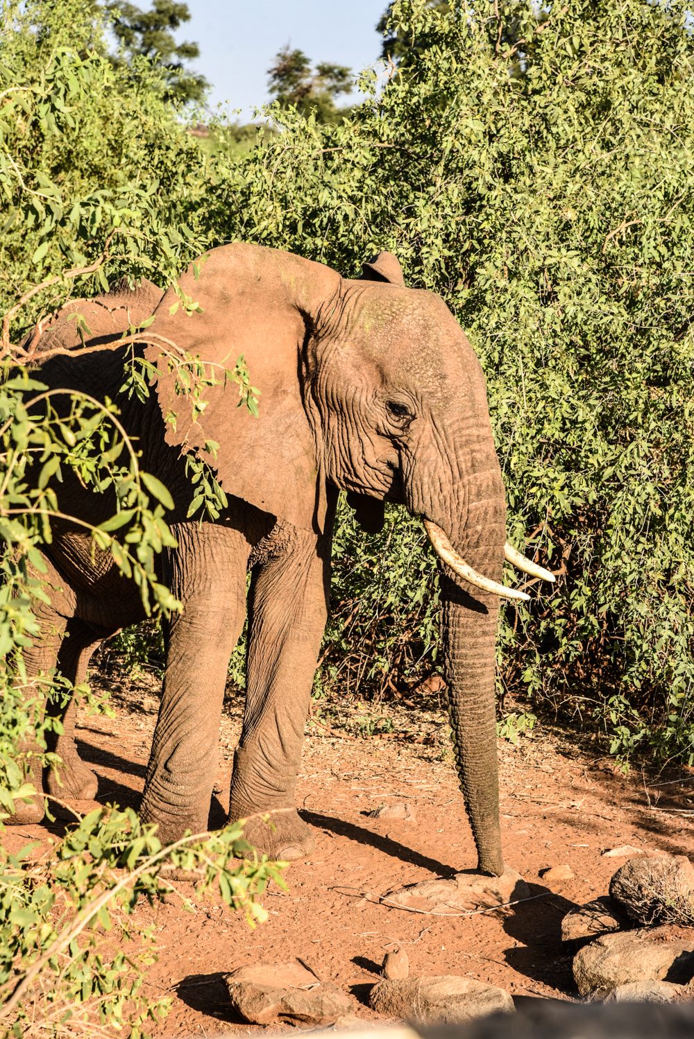 Discovering Samburu with Sasaab - SilverSpoon London